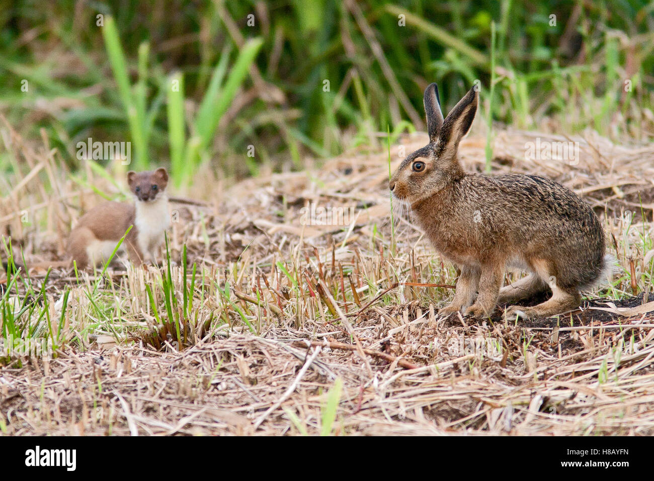 Short-tailed Weasel (Mustela erminea) and European Hare (Lepus ...
