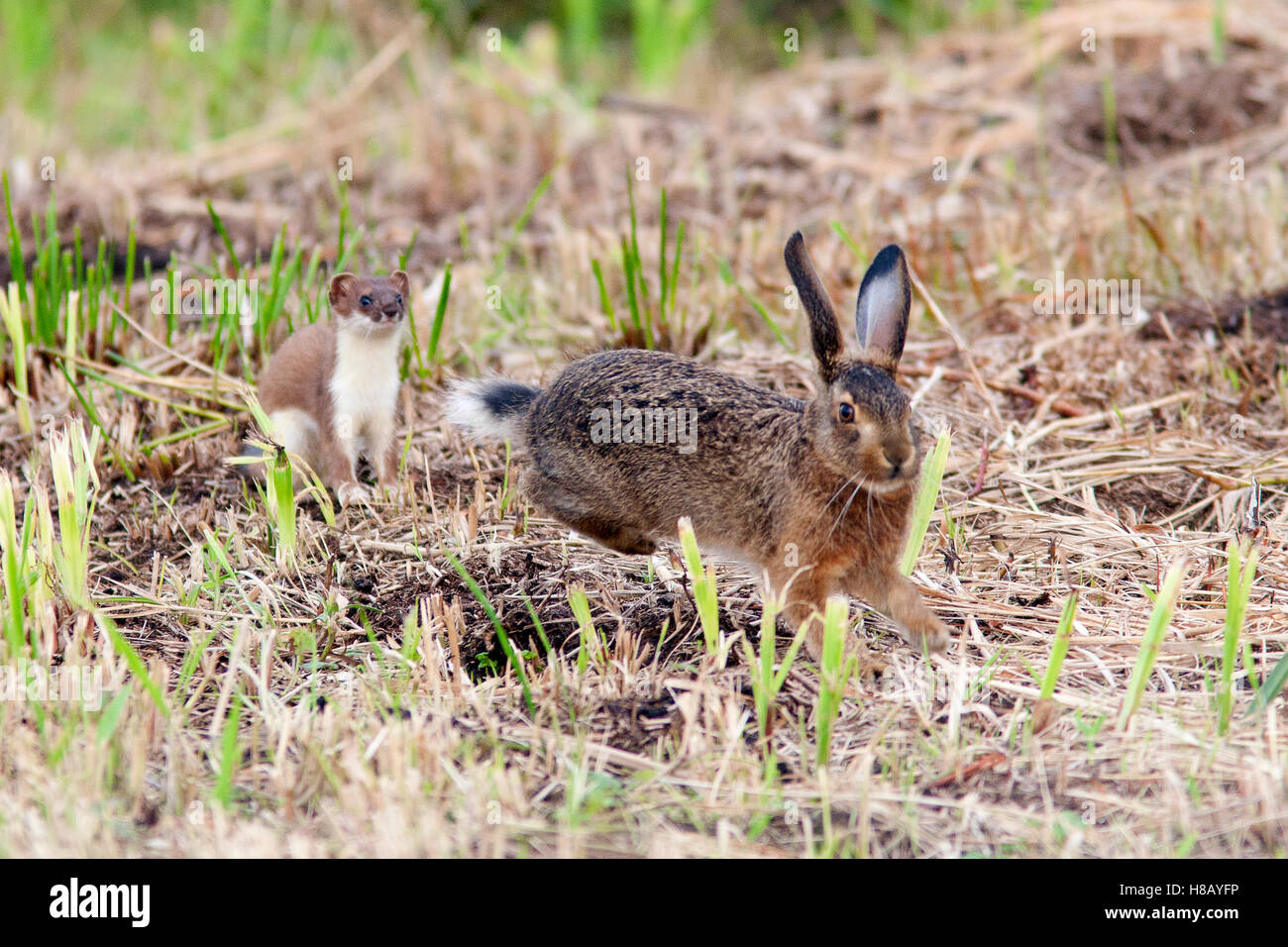 Short-tailed Weasel (Mustela erminea) chasing European Hare (Lepus ...