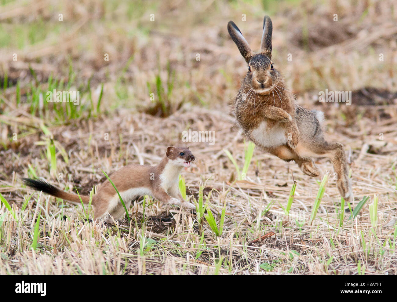 Short-tailed Weasel (Mustela erminea) chasing European Hare (Lepus ...