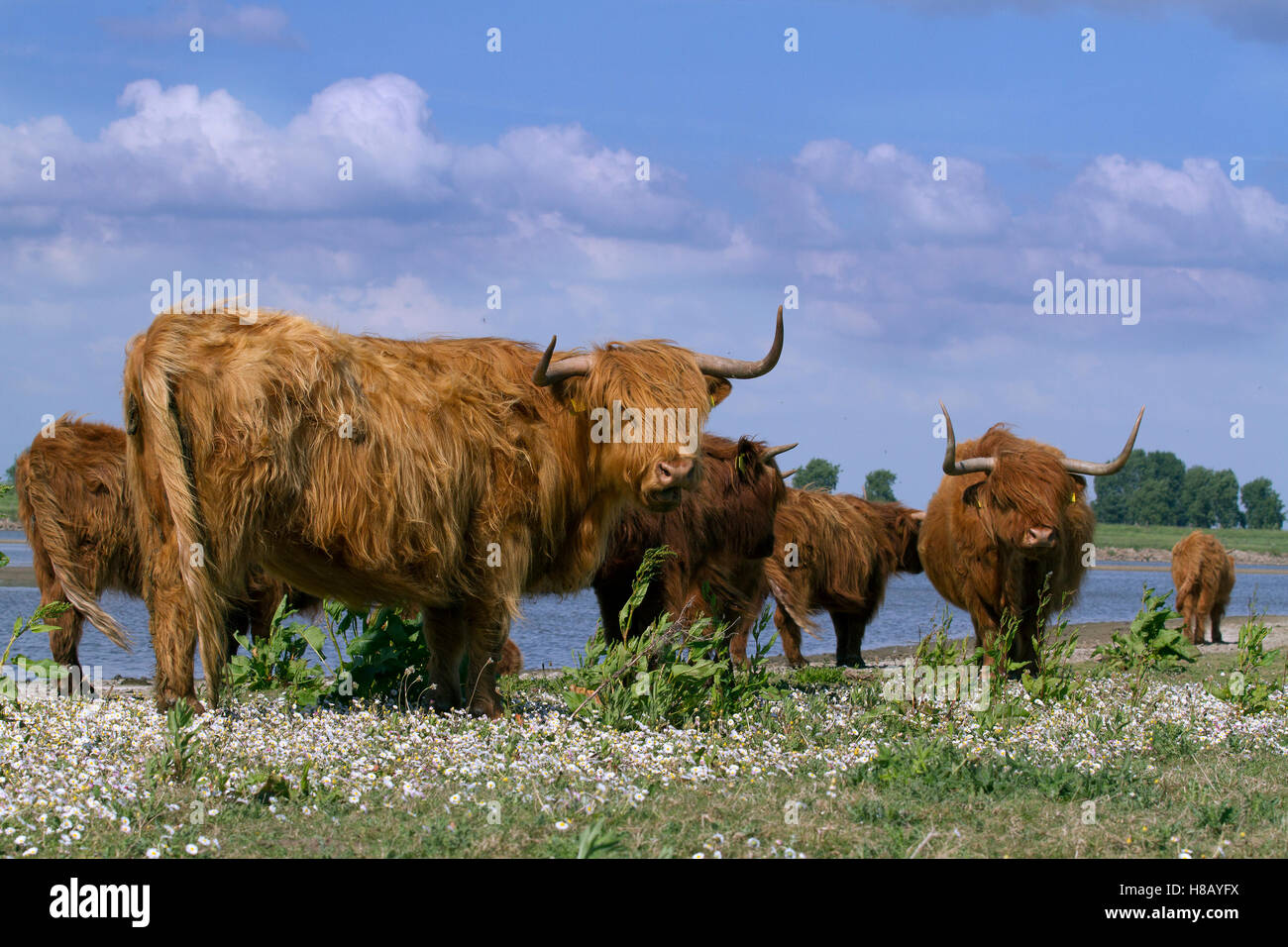 Domestic Cattle (Bos taurus) herd grazing on riverbank, Netherlands ...