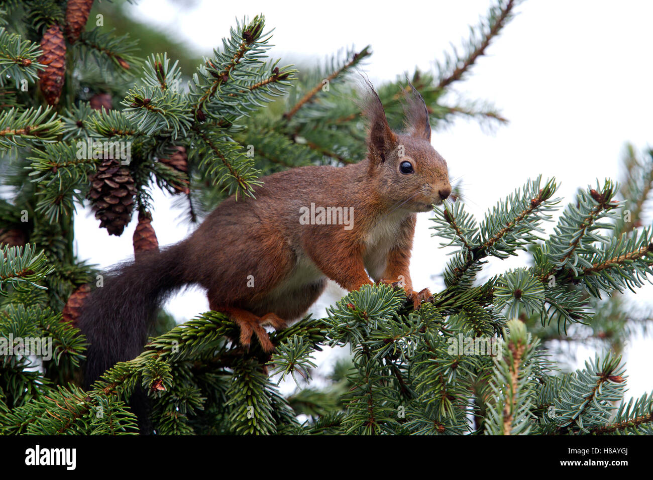Eurasian Red Squirrel (Sciurus vulgaris), Lochem, Gelderland ...