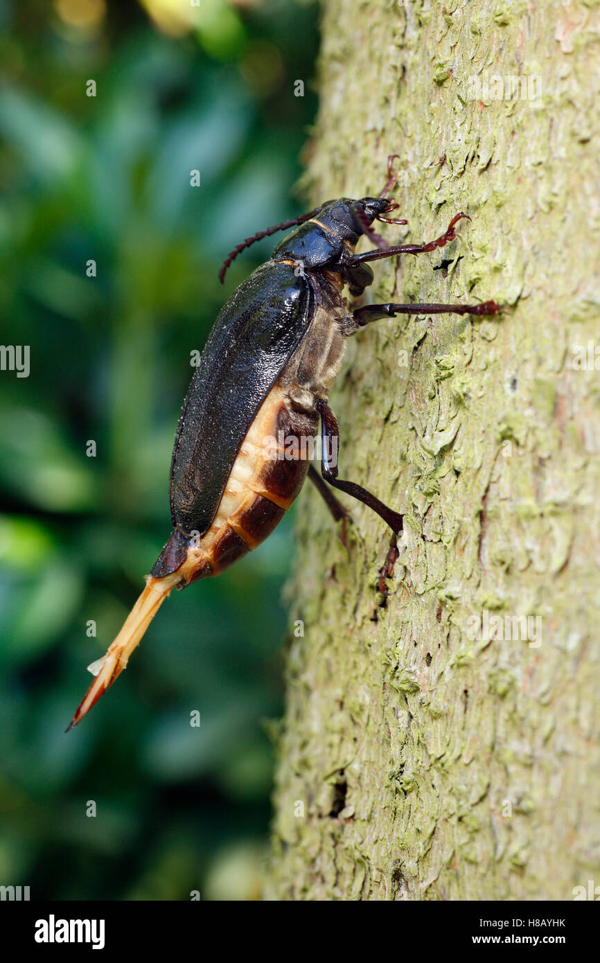 Tanner Beetle (Prionus coriarius) female showing ovipositor, Lower ...
