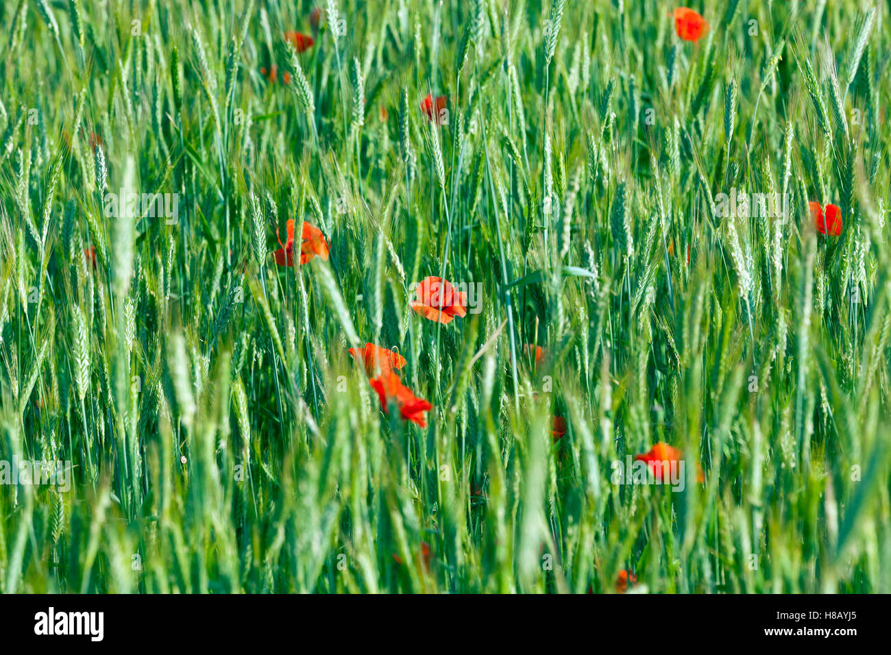 Poppy in the field Stock Photo - Alamy