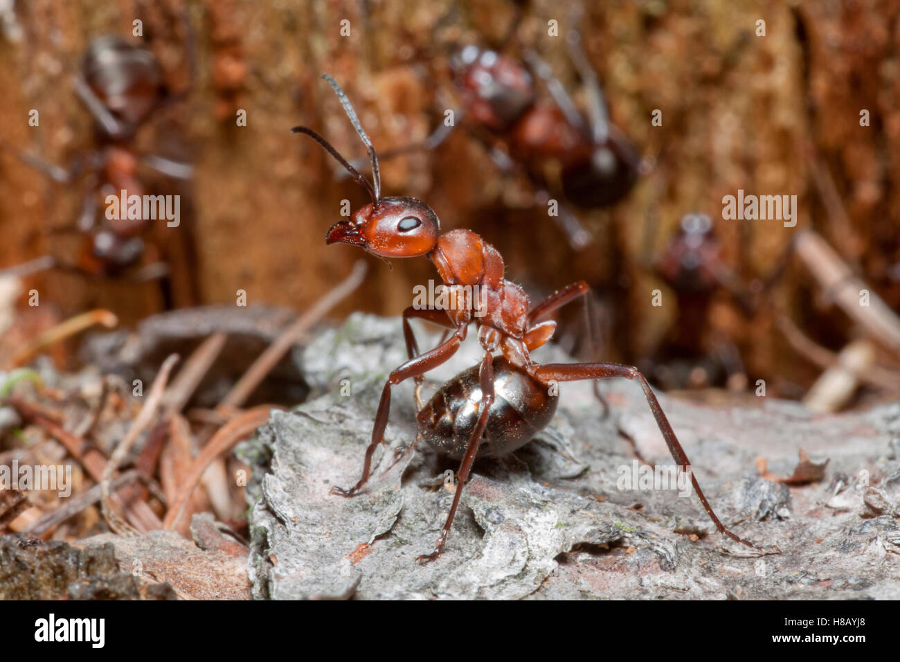 Red Wood Ant (Formica rufa) soldier in defensive position ready to ...