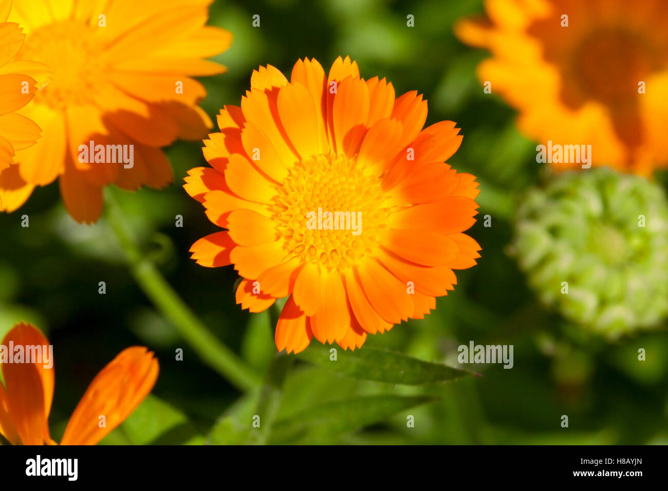 orange flowers of calendula Stock Photo - Alamy