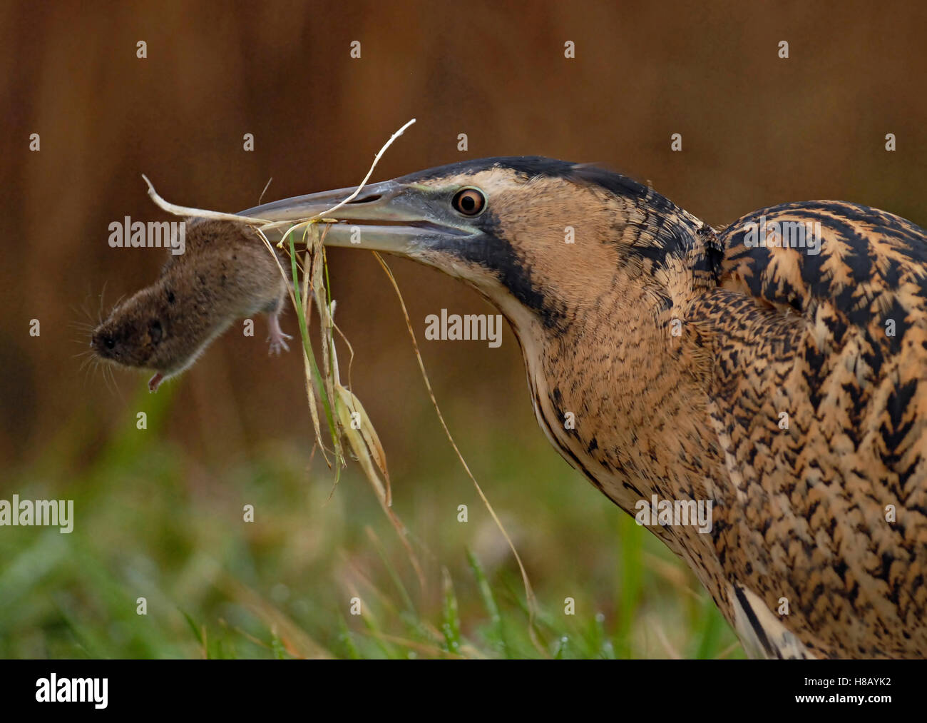 Great Bittern (Botaurus stellaris) with live Common Vole (Microtus ...