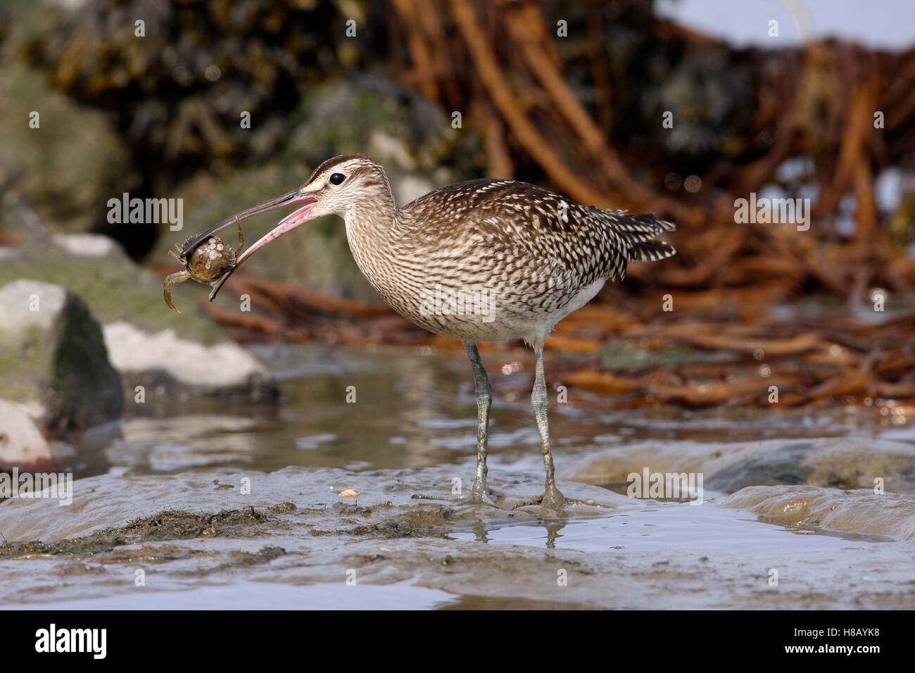 Whimbrel (Numenius phaeopus) with crab prey, Holwerd, Friesland ...