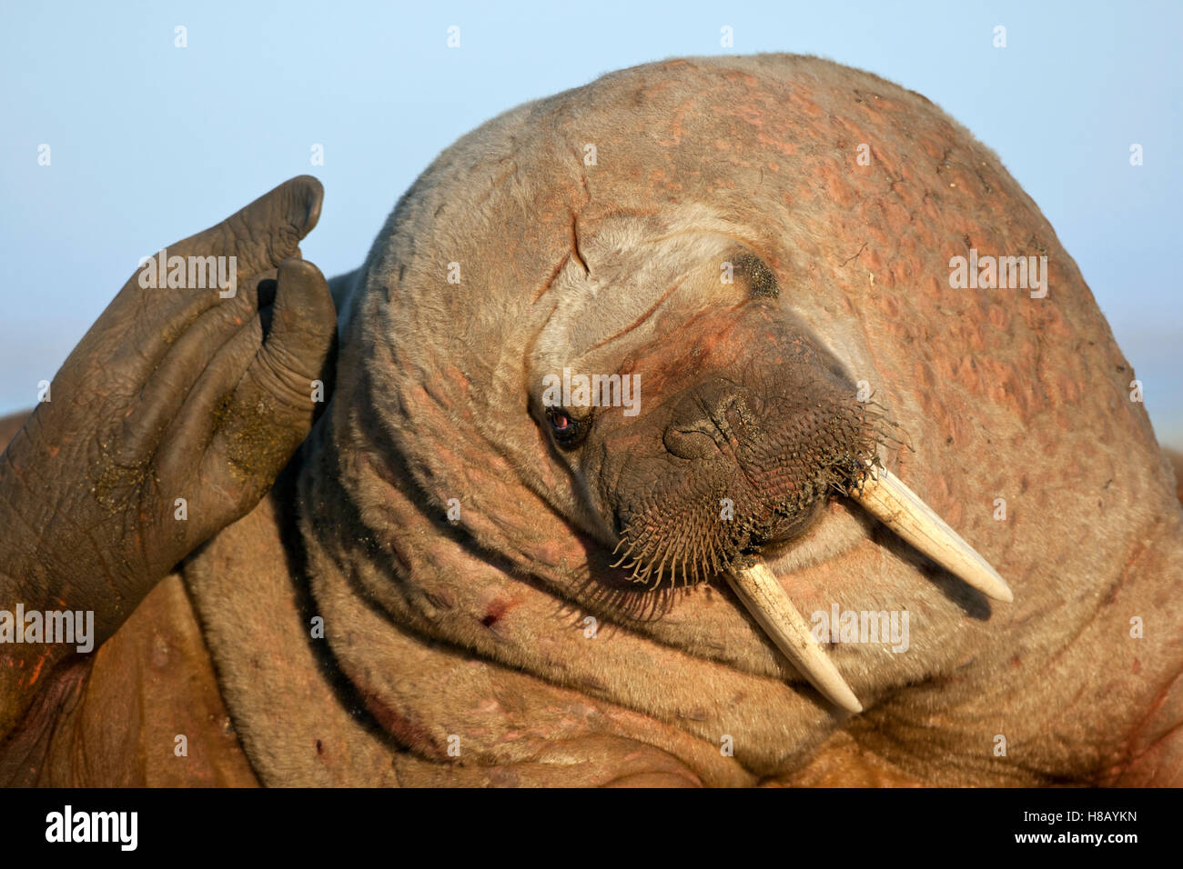 Walrus (Odobenus rosmarus) scratching with its hind flipper, Svalbard ...
