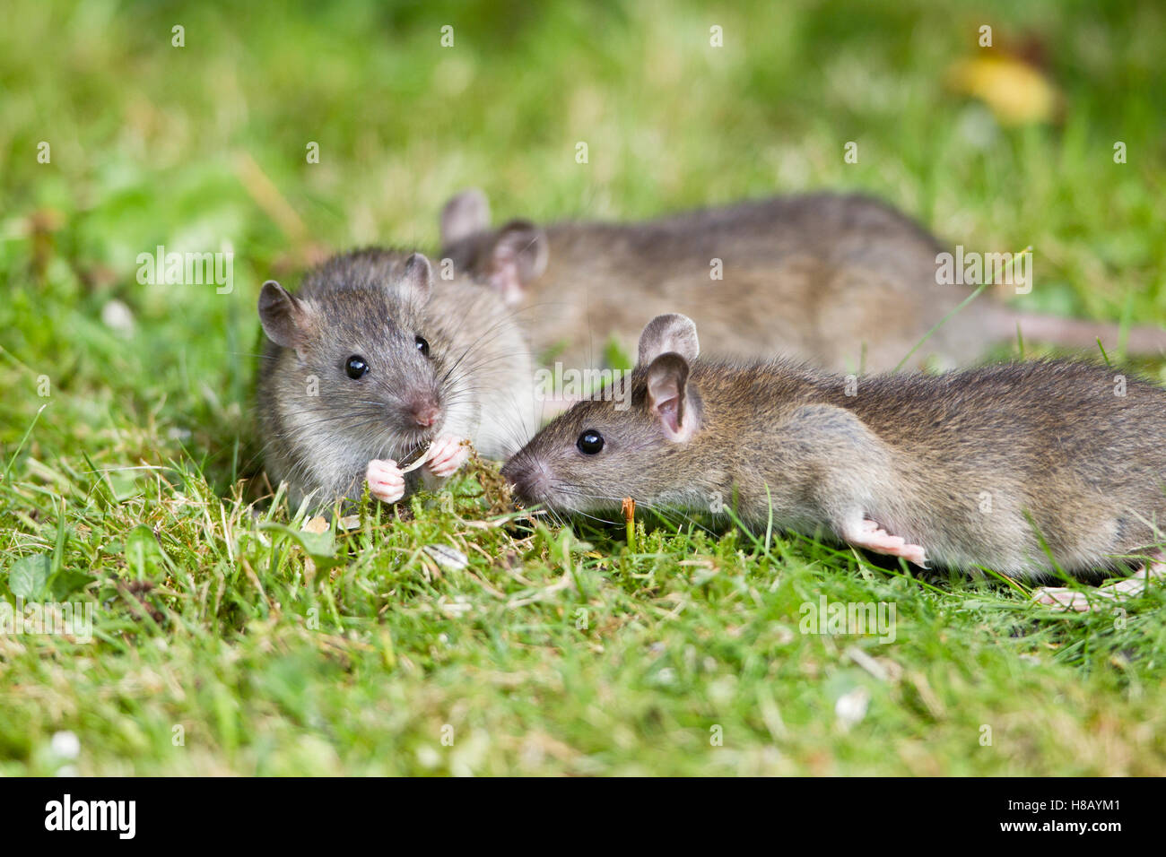 Brown Rat (Rattus norvegicus) juveniles in garden, Lower Saxony ...
