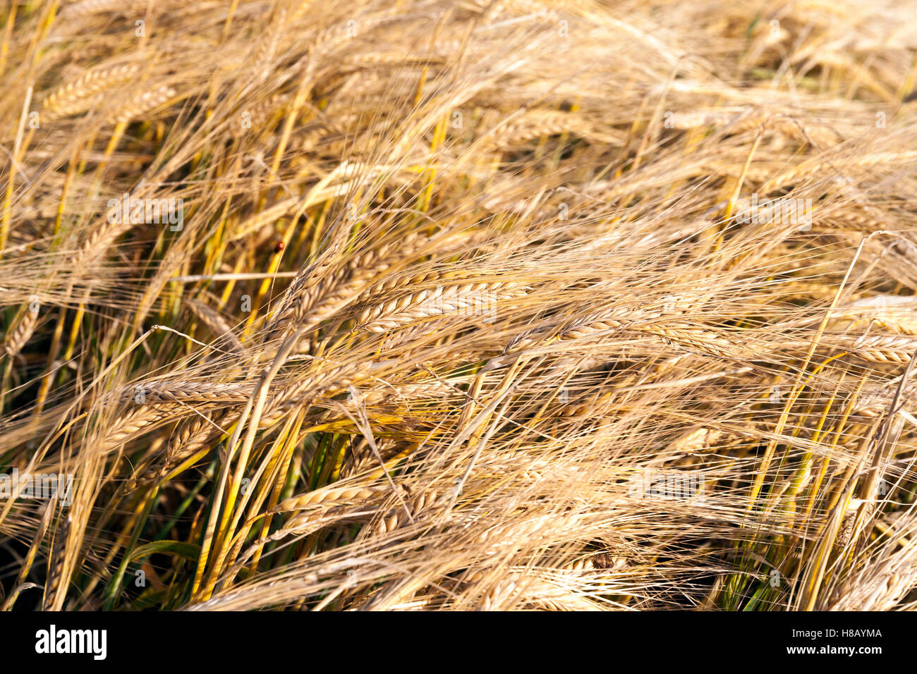 Spelt straw hi-res stock photography and images - Alamy