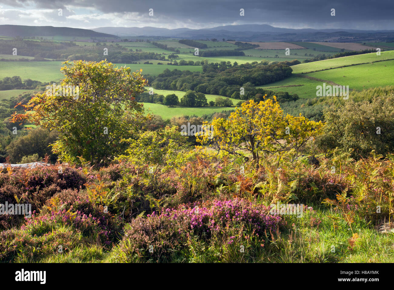 Cheviot Hills, Northumberland, England Stock Photo - Alamy
