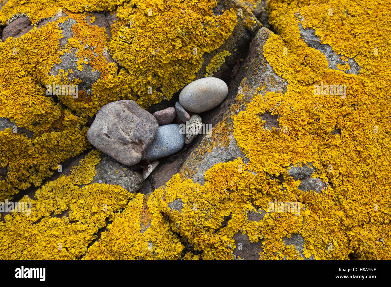 Lichen growing on seashore boulders Stock Photo - Alamy