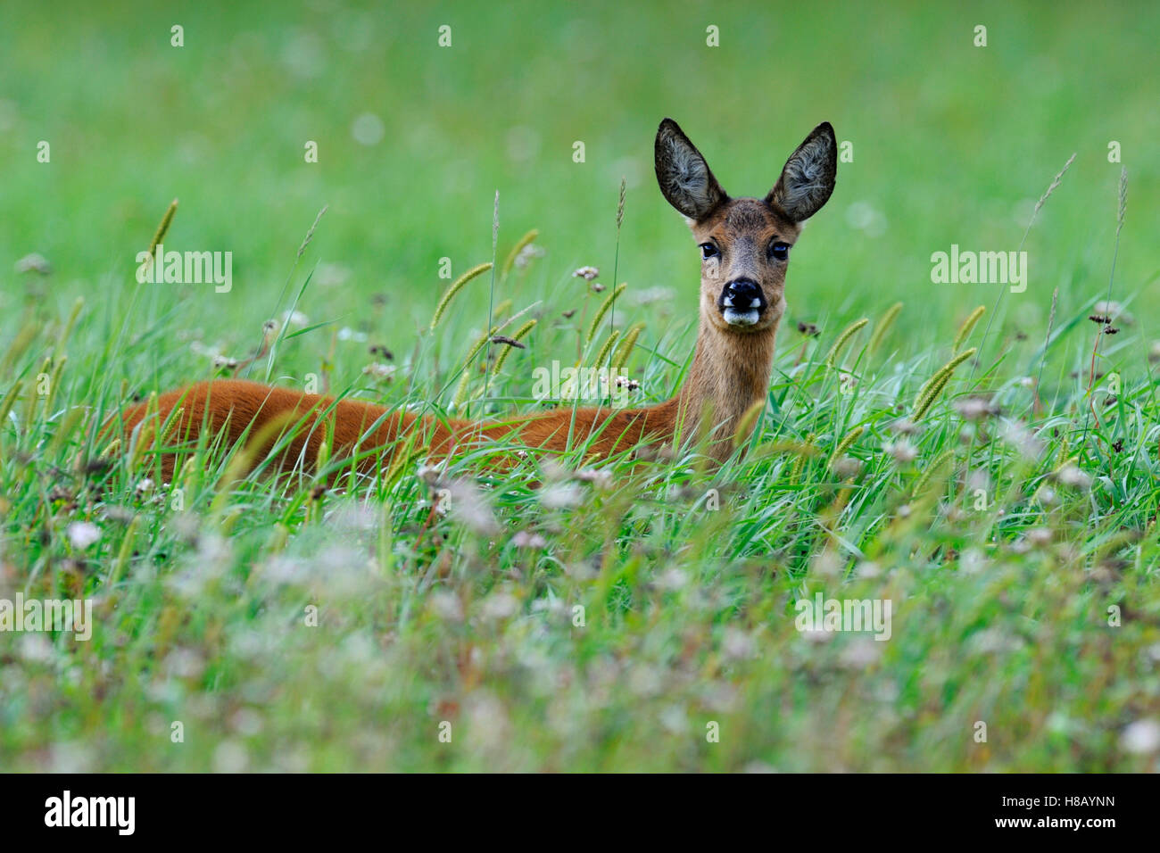 Western Roe Deer (Capreolus capreolus) female in a field, Hilversum ...