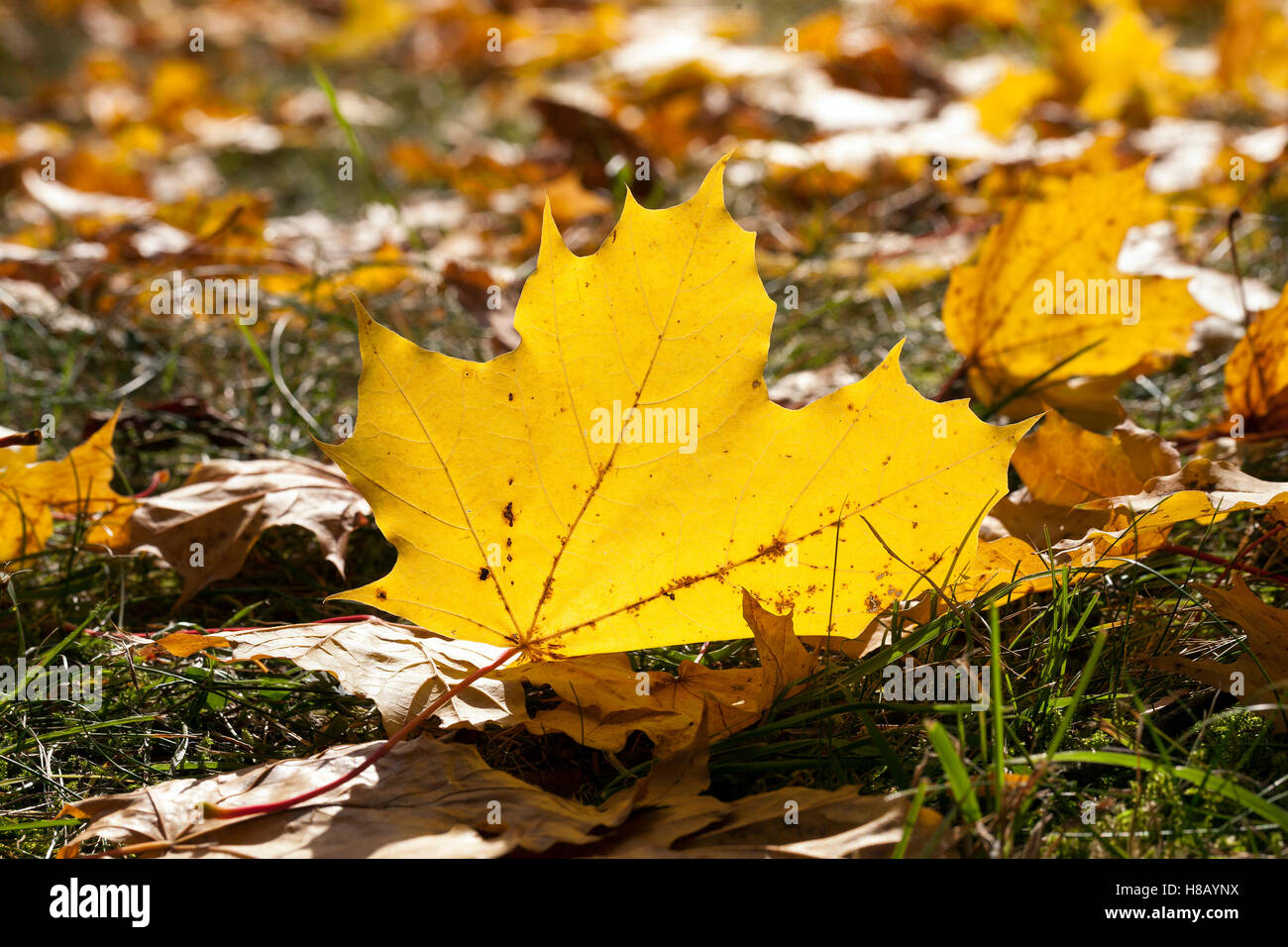Park in the fall Stock Photo - Alamy