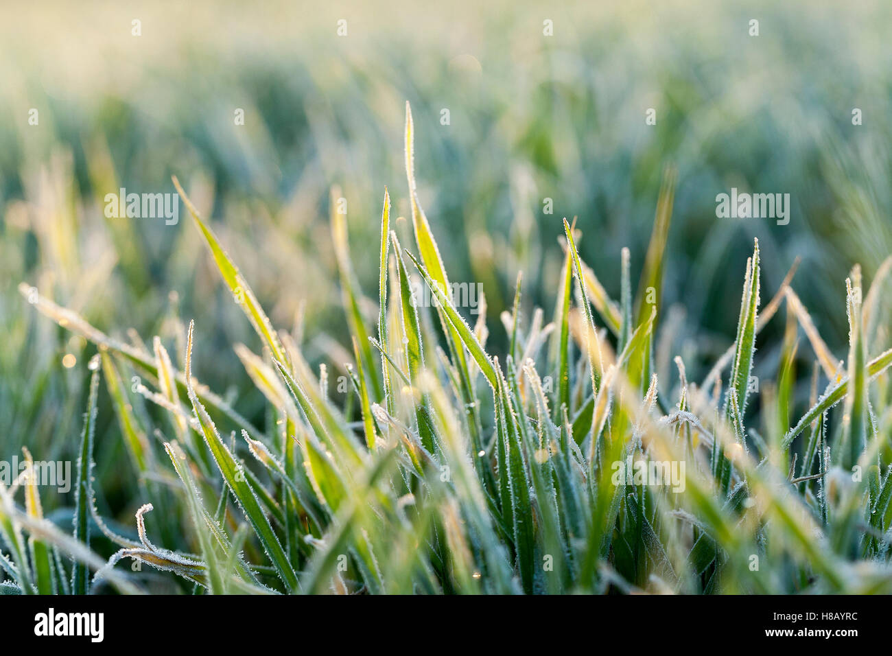 wheat during frost Stock Photo - Alamy