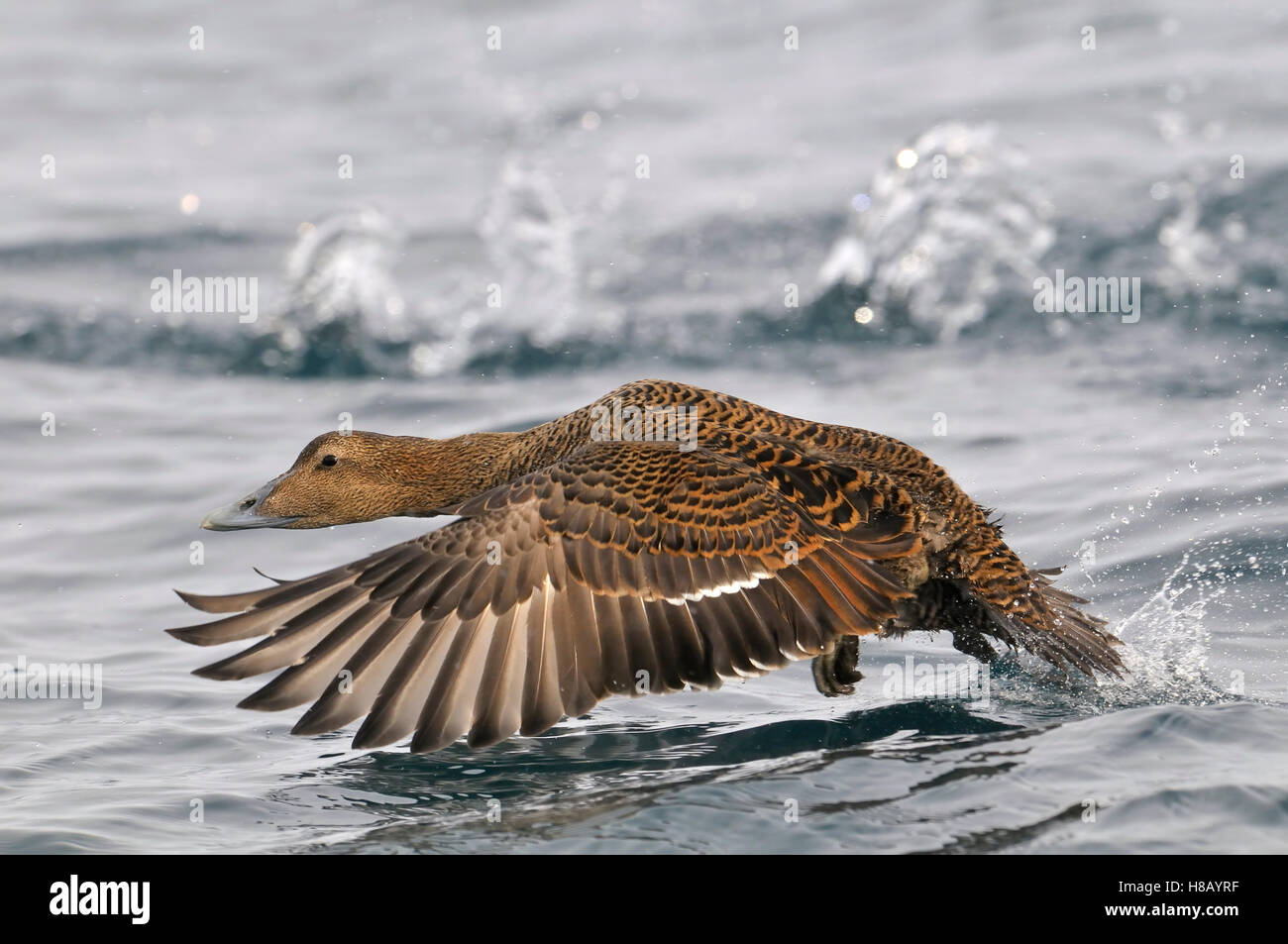Common Eider (Somateria mollissima) taking flight, Batsfjord,Varanger, Norway Stock Photo - Alamy