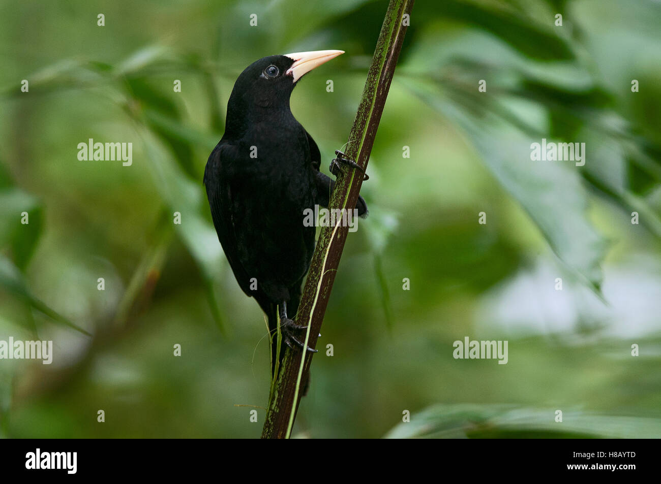 Red-rumped Cacique (Cacicus haemorrhous), Brazil Stock Photo - Alamy