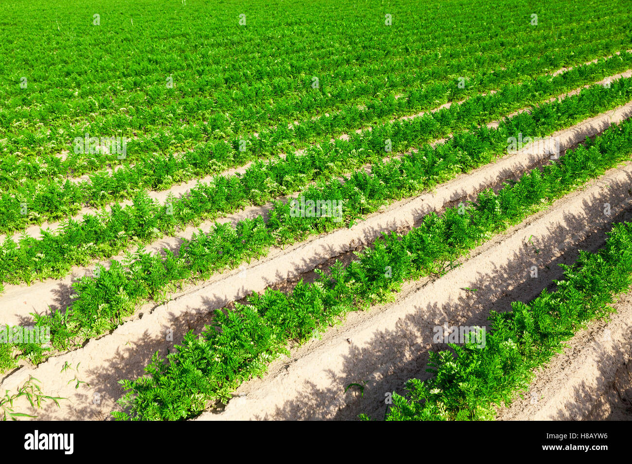 Field with carrot Stock Photo - Alamy