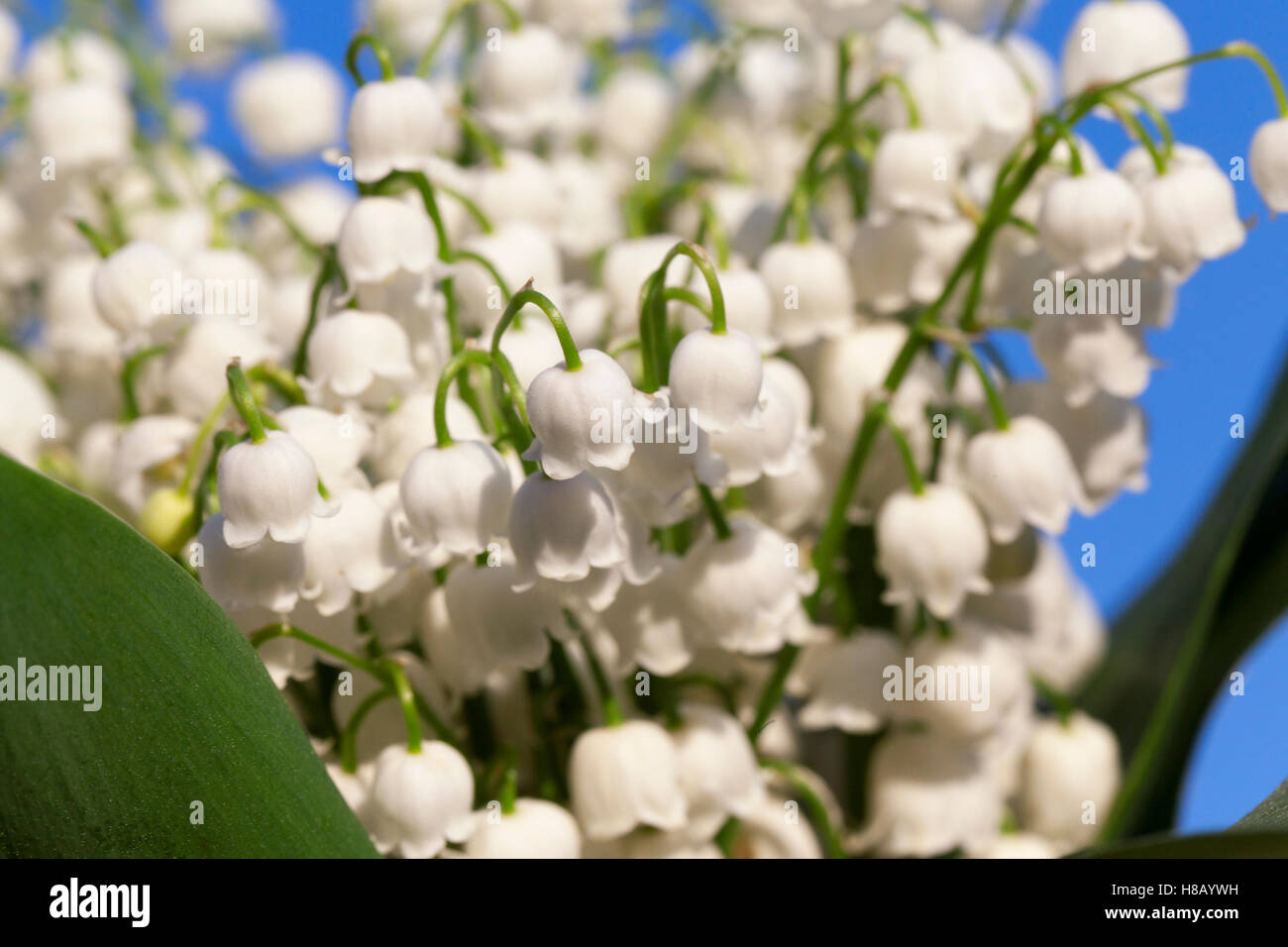 Forest lily of the valley close-up Stock Photo - Alamy