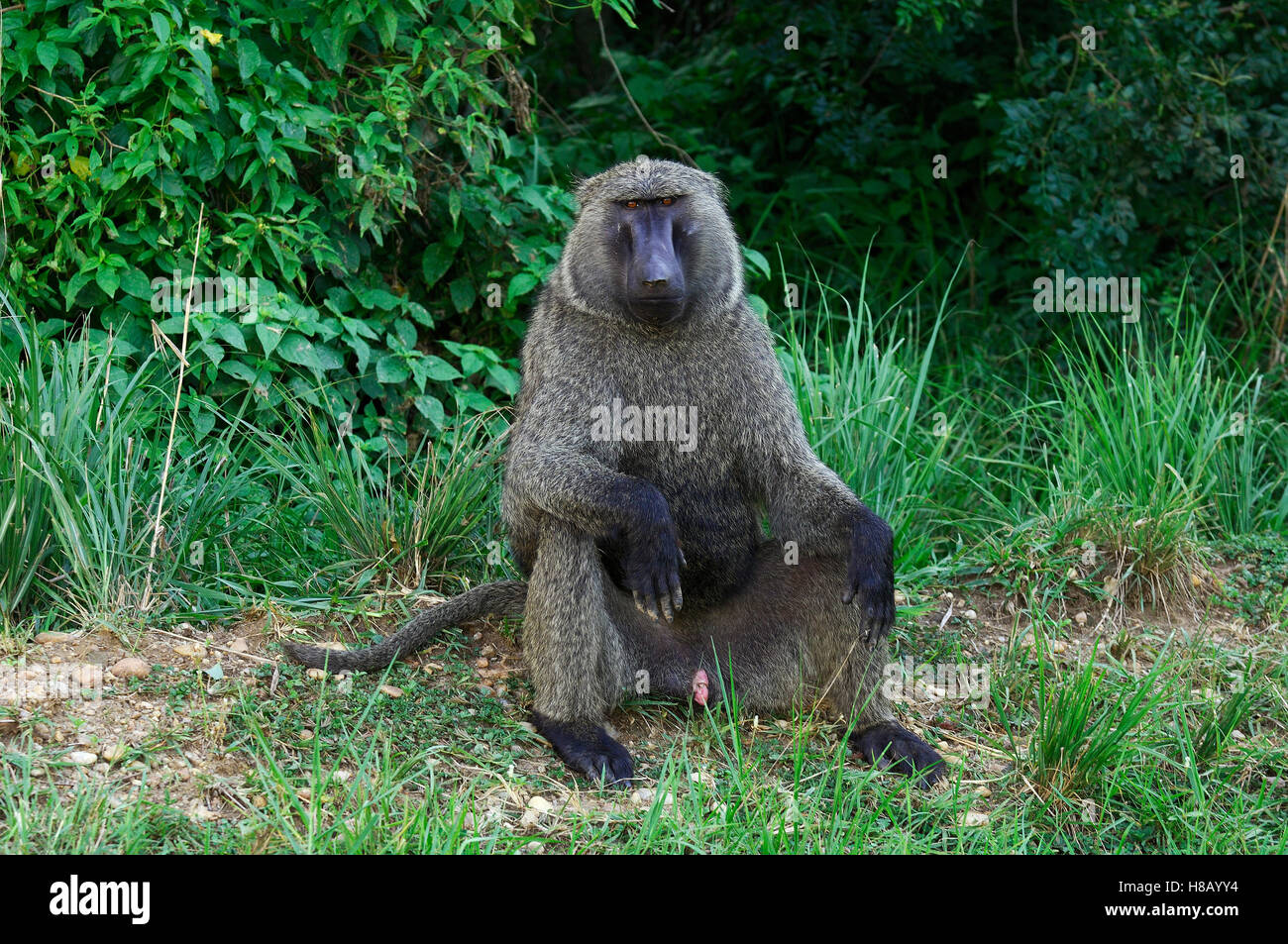 Olive Baboon (Papio anubis) male, Uganda Stock Photo - Alamy