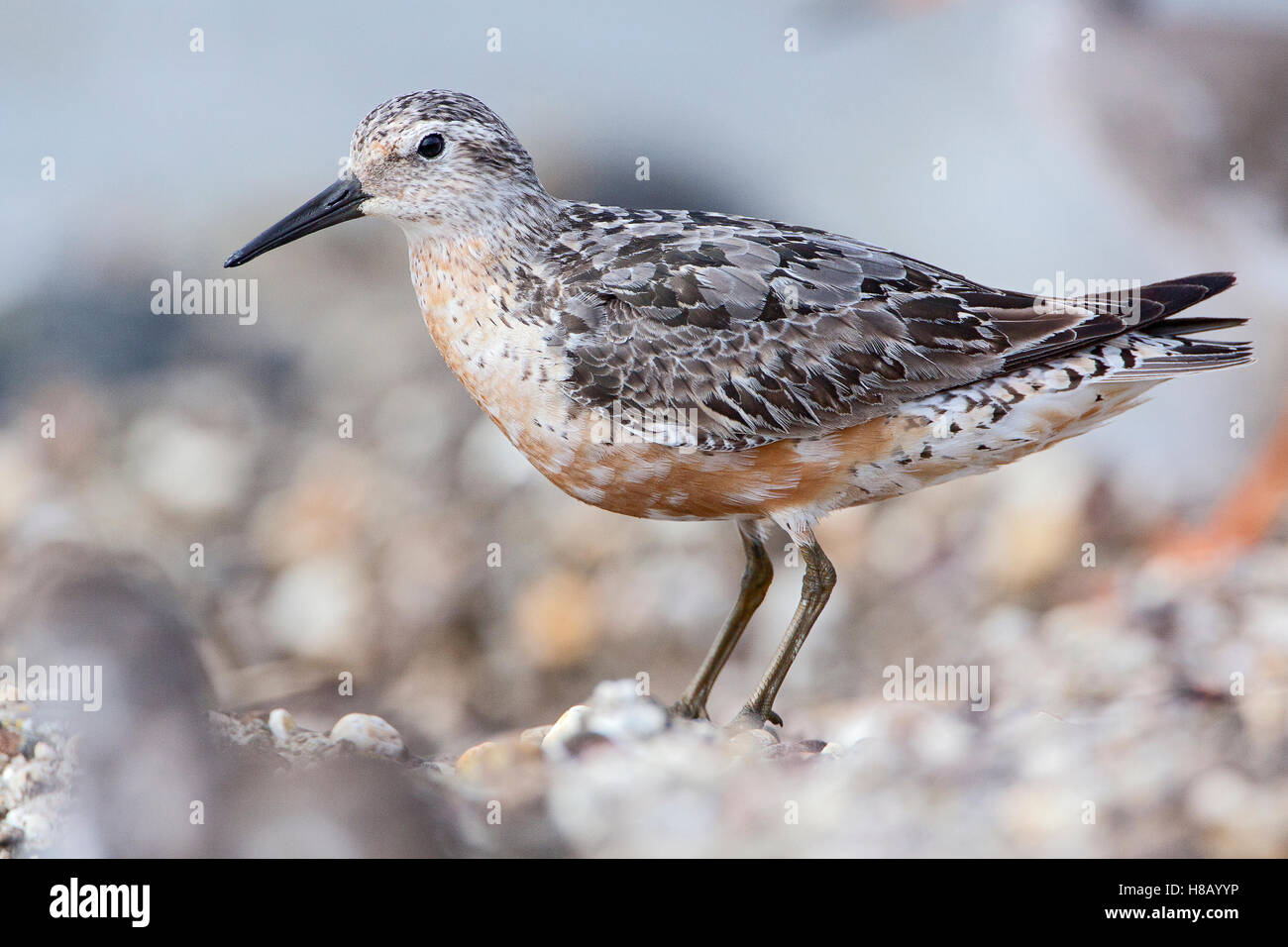 Red Knot (Calidris canutus) in partial summer plumage, Friesland ...