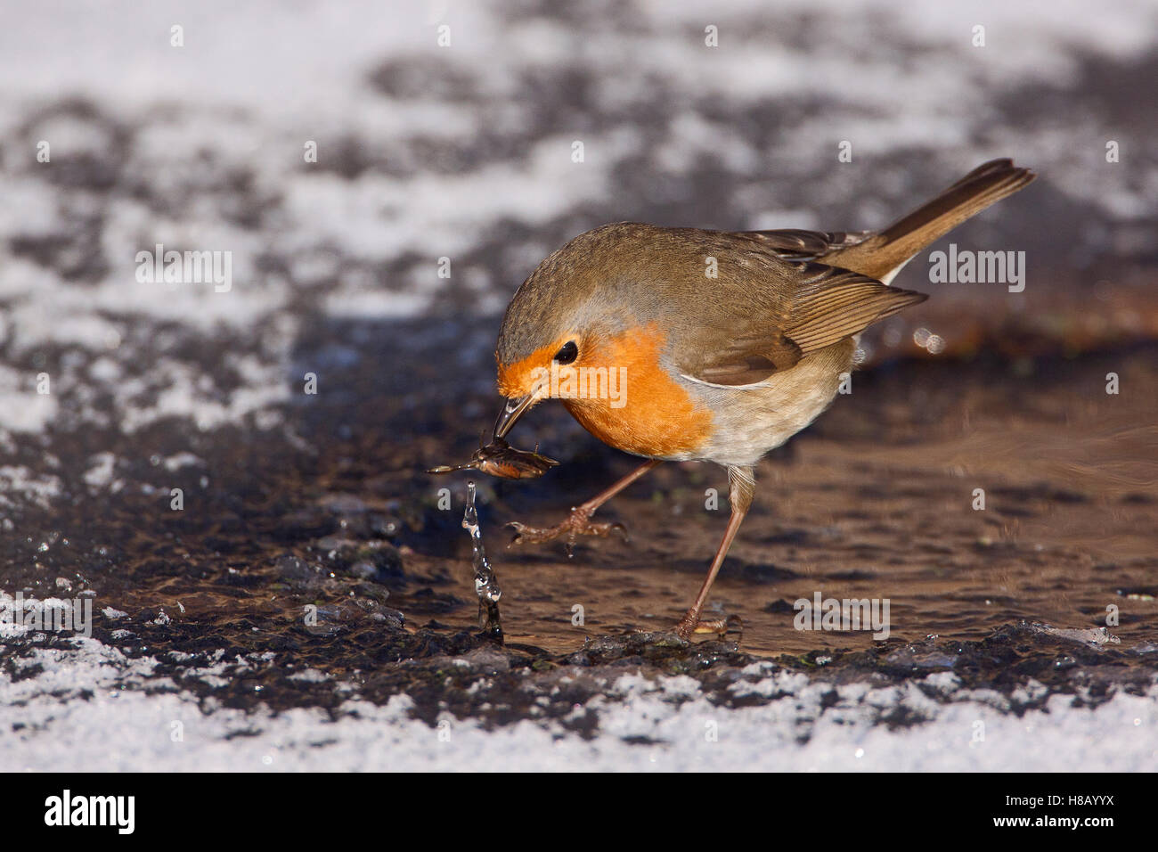 European Robin (Erithacus rubecula) hunting for water insects at hole ...