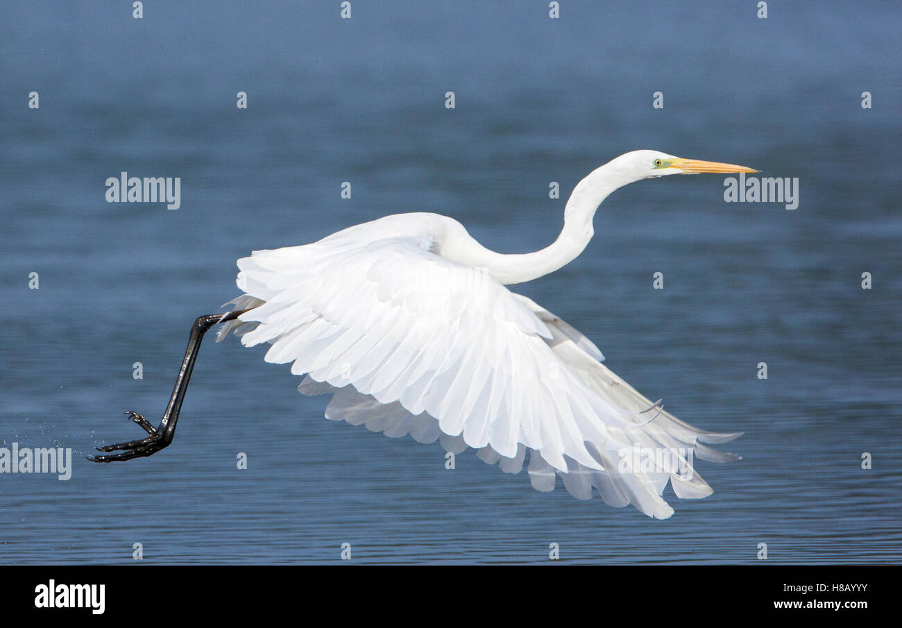 Great White Egret (Ardea alba) flying over water, Friesland ...