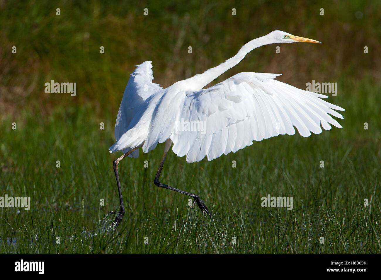 Great White Egret (Ardea alba) taking flight Stock Photo - Alamy