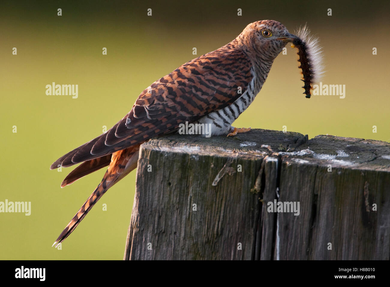 Common Cuckoo (Cuculus canorus) juvenile with caterpillar prey ...