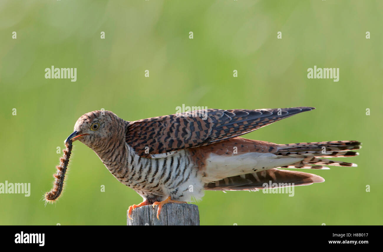 Common Cuckoo (Cuculus canorus) juvenile with caterpillar prey ...