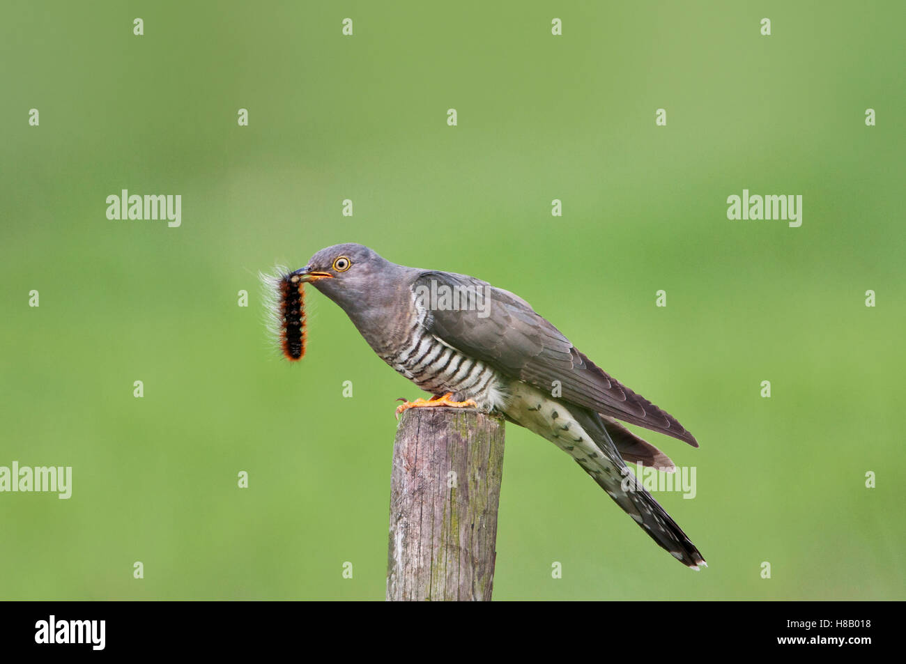 Common Cuckoo (Cuculus canorus) male with caterpillar prey, Friesland ...