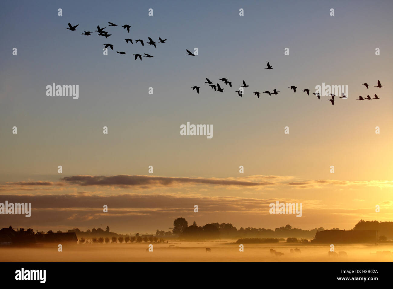Geese flying over misty agricultural fields, Oud-Ade, Zuid-Holland ...