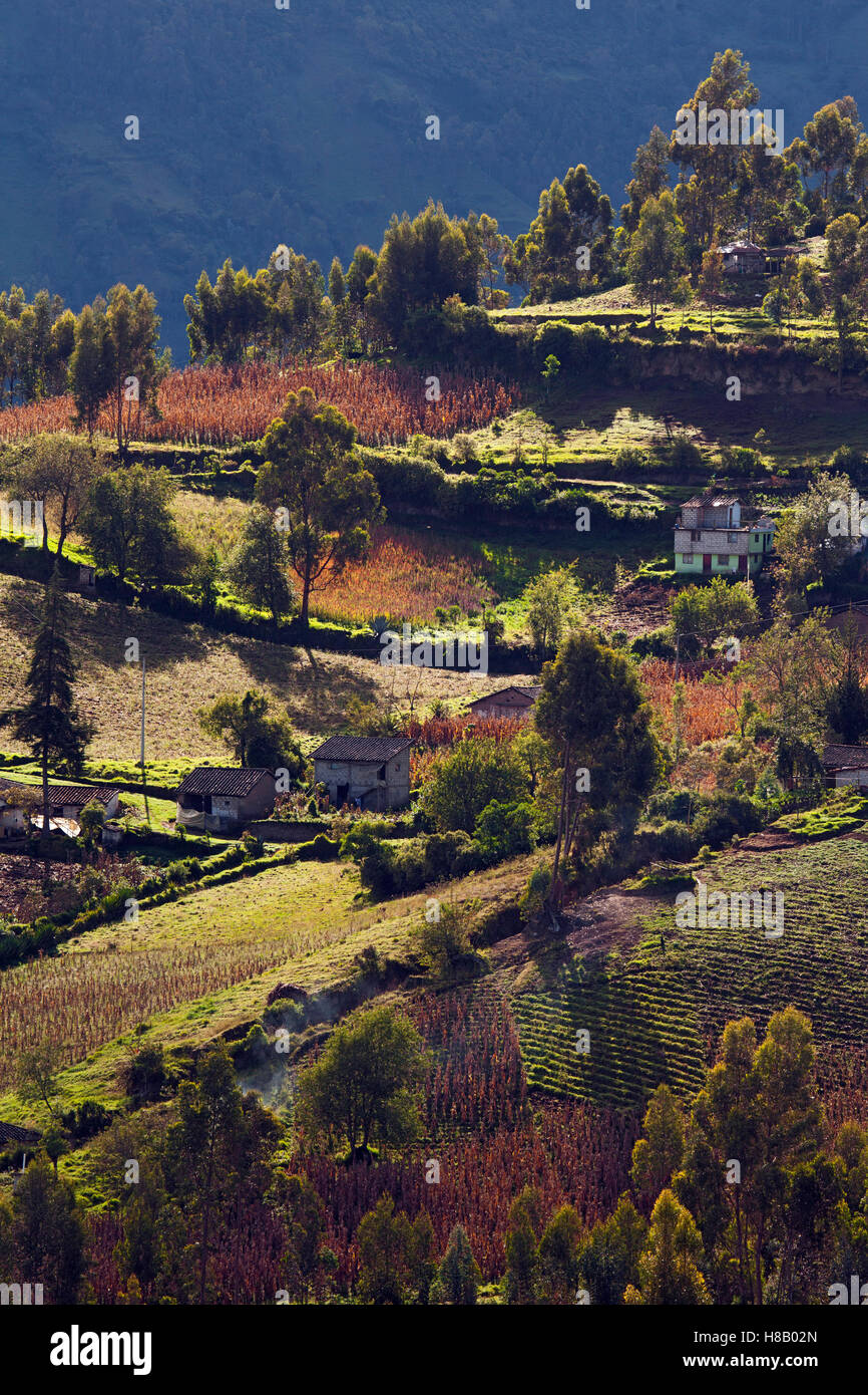 Agricultural fields, Andes, Ecuador Stock Photo - Alamy