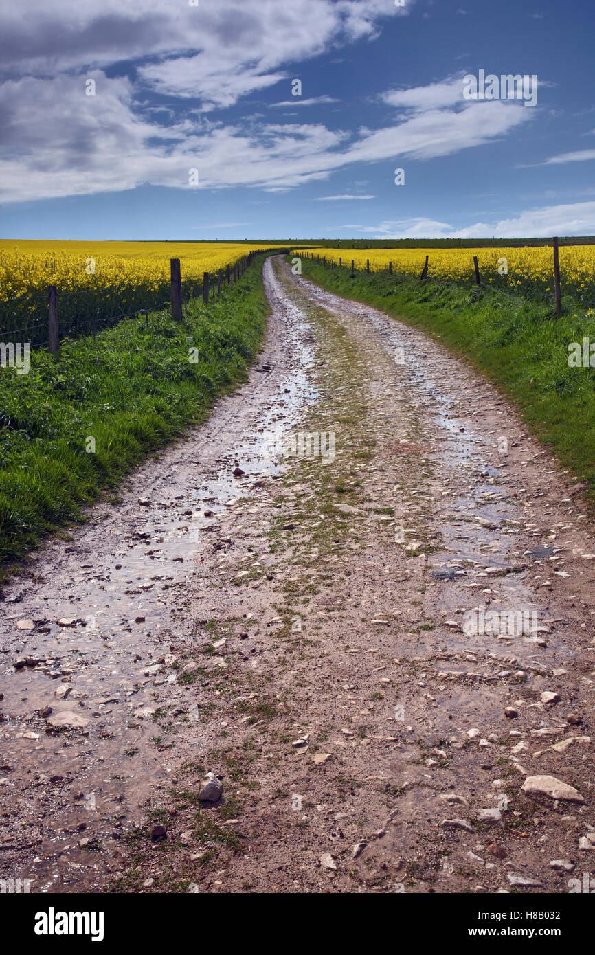 Small dirt road, Dorset, England, United Kingdom Stock Photo - Alamy