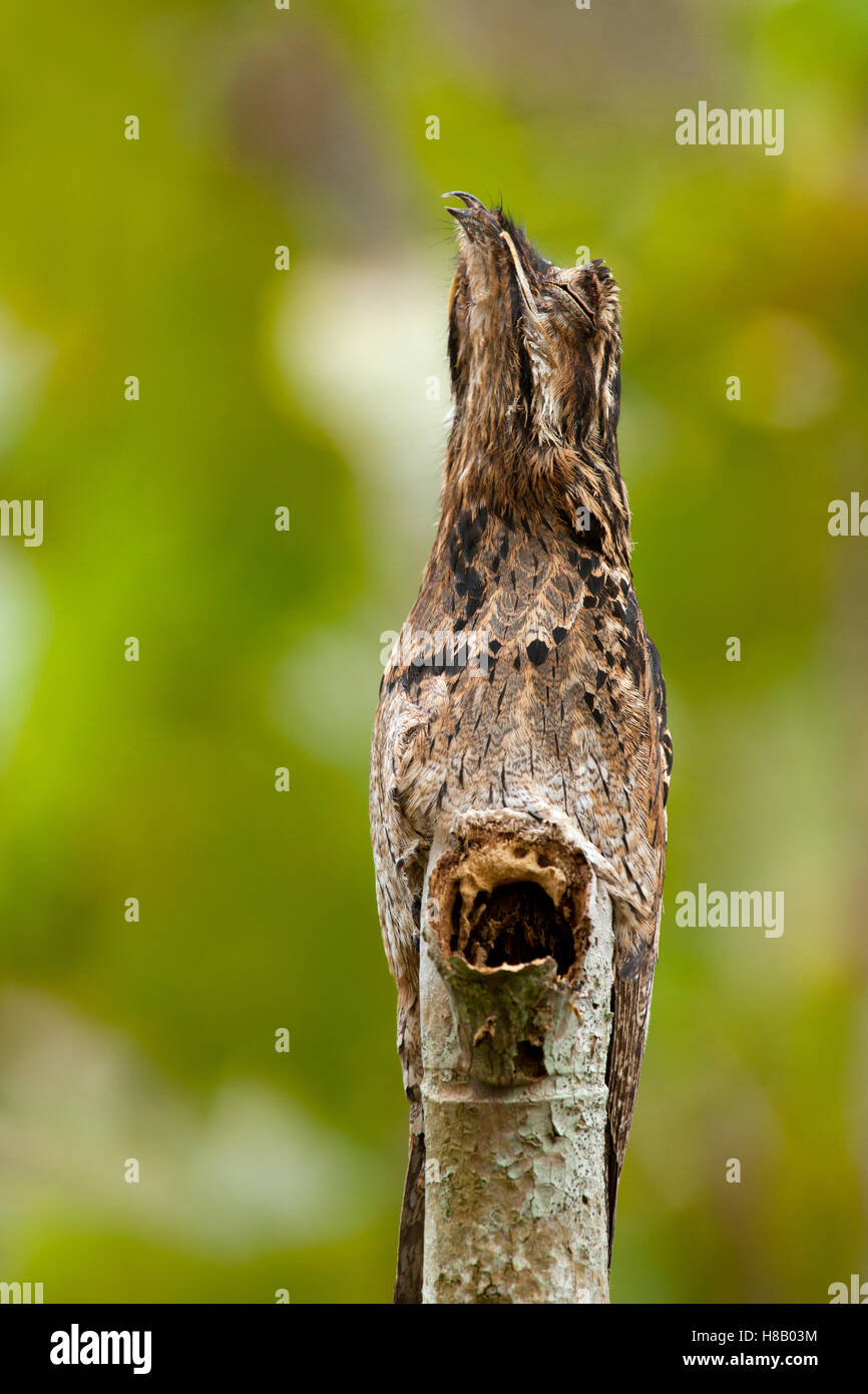 Common Potoo (Nyctibius griseus) camouflaged on branch, Ecuador Stock ...