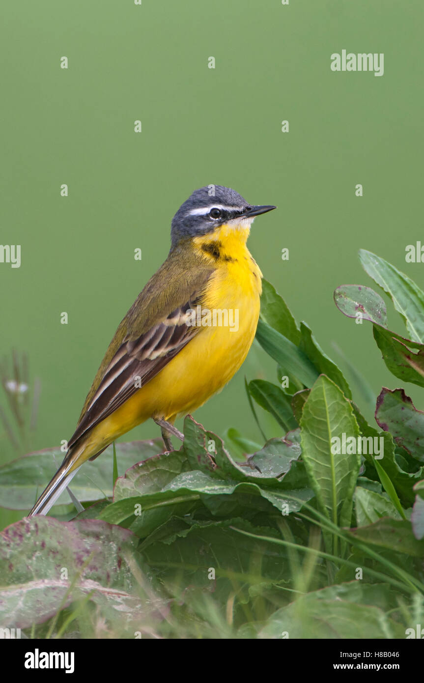 Blue-headed Wagtail (Motacilla flava), Lauwersmeer, Friesland ...