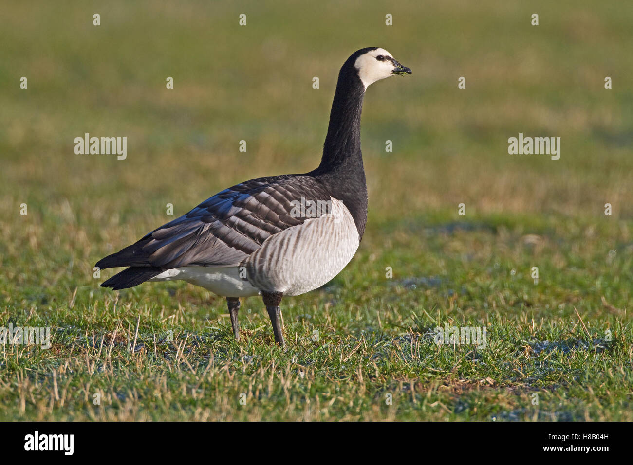 Barnacle Goose (Branta leucopsis) male in meadow, Arkemheen, Gelderland ...