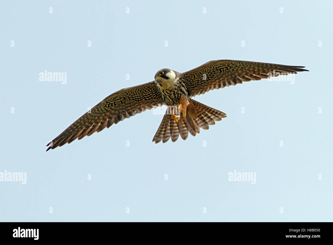 Eurasian Hobby (Falco subbuteo) eating a dragonfly while flying ...