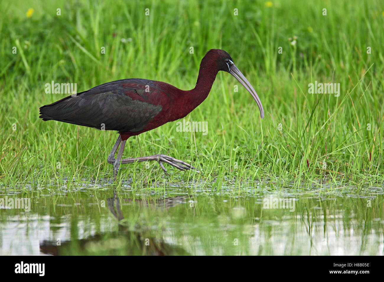 Glossy Ibis (Plegadis falcinellus) foraging in wetland, Lesbos, Greece ...