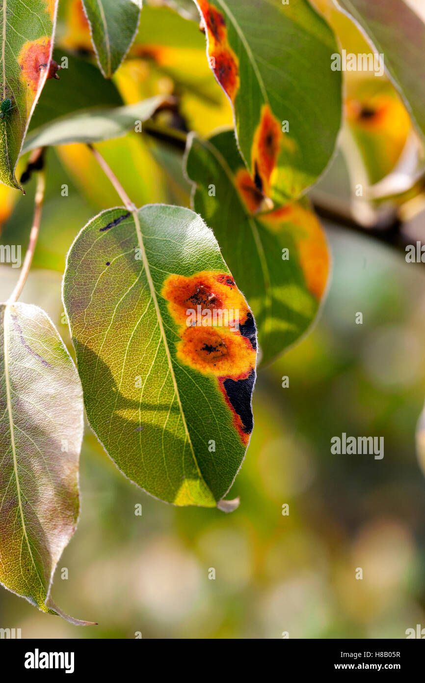 Pear tree in autumn colors hi-res stock photography and images - Alamy