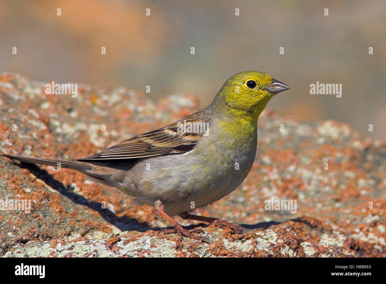 Cinereous Bunting (Emberiza cineracea) male, Lesbos, Greece Stock Photo ...