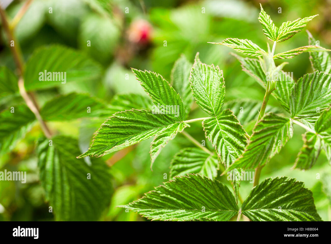 green raspberry leaves Stock Photo - Alamy
