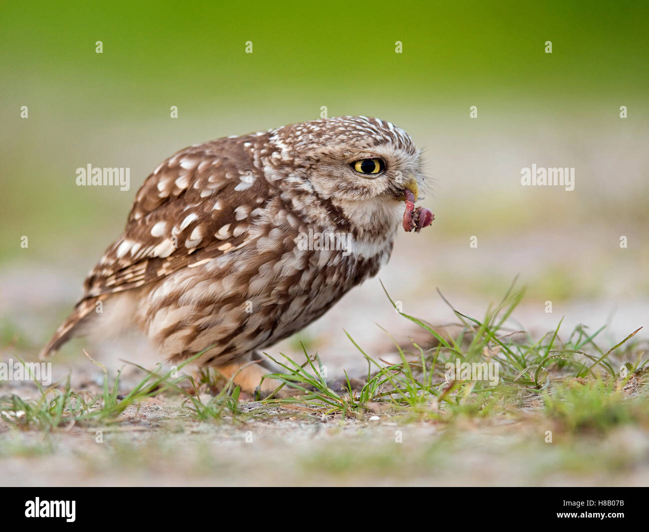 Little Owl (Athene noctua) eating a worm, Zuid-Holland, Netherlands ...
