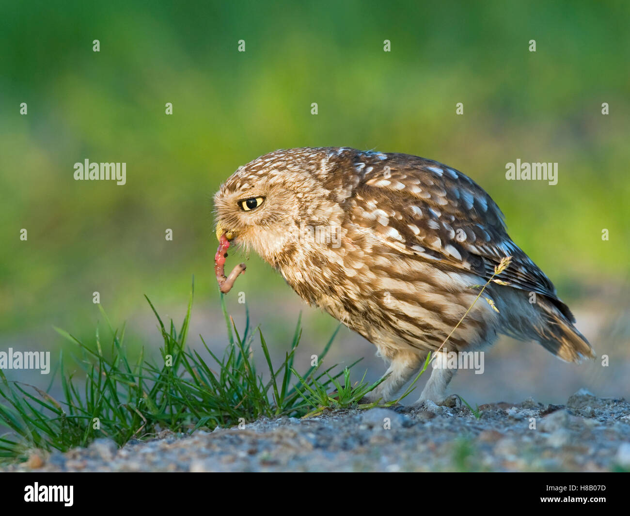 Little Owl (Athene noctua) eating a worm, Zuid-Holland, Netherlands ...