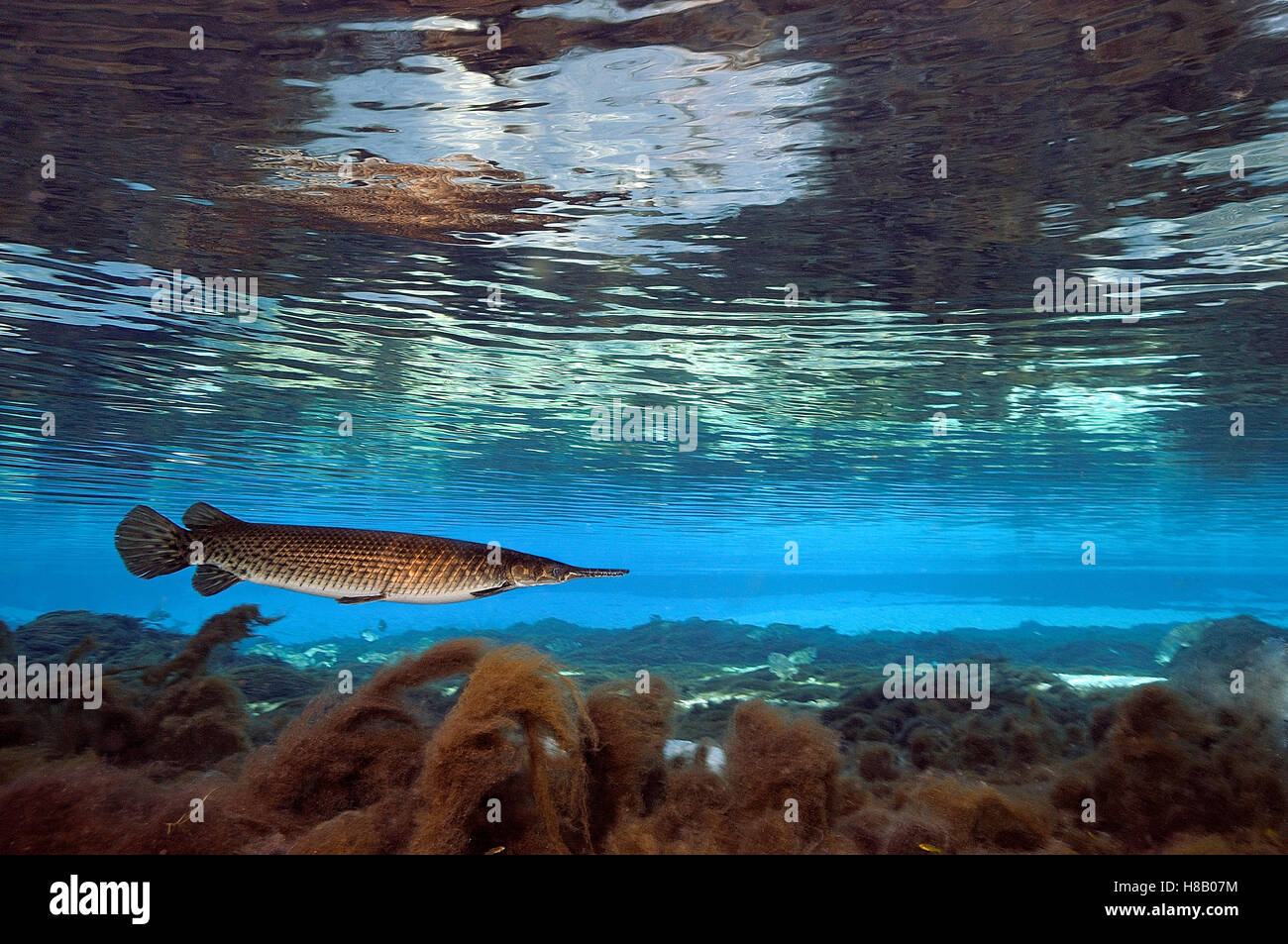 Gemfish (Atractosteus spatula) swimming in river, Florida Stock Photo ...