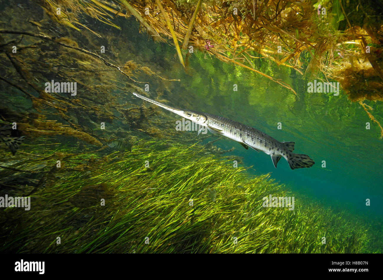 Gemfish (Atractosteus spatula) swimming in river, Florida Stock Photo ...