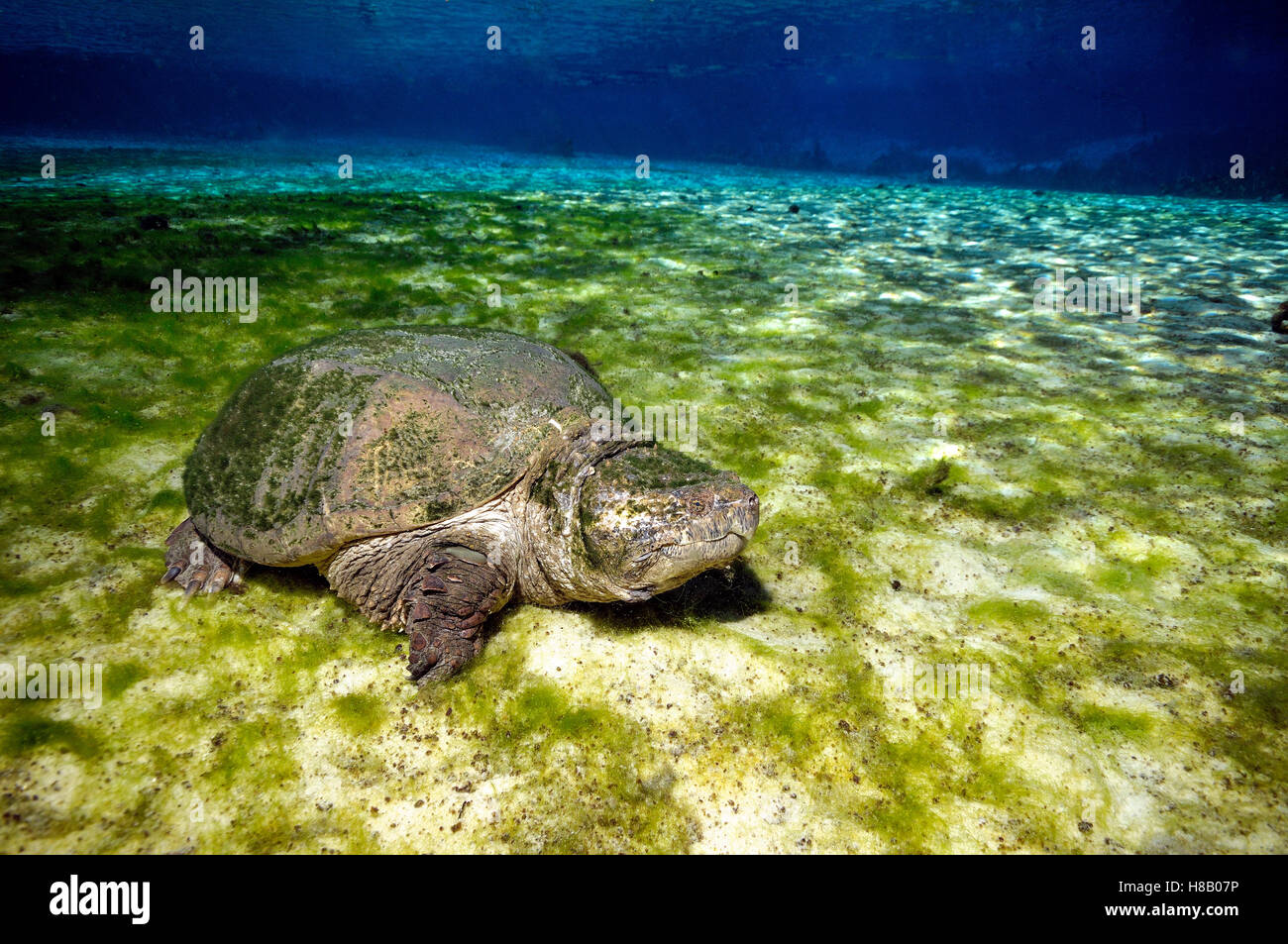 Snapping Turtle (Chelydra serpentina) on floor of river, Florida Stock ...