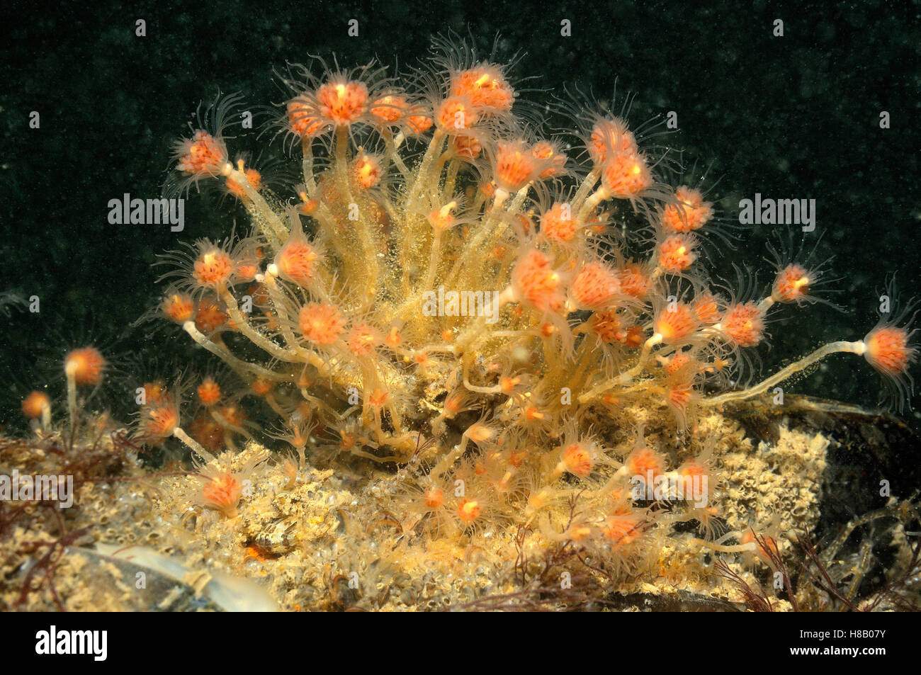 Oaten-pipes Hydroid (Tubularia larynx), England Stock Photo - Alamy