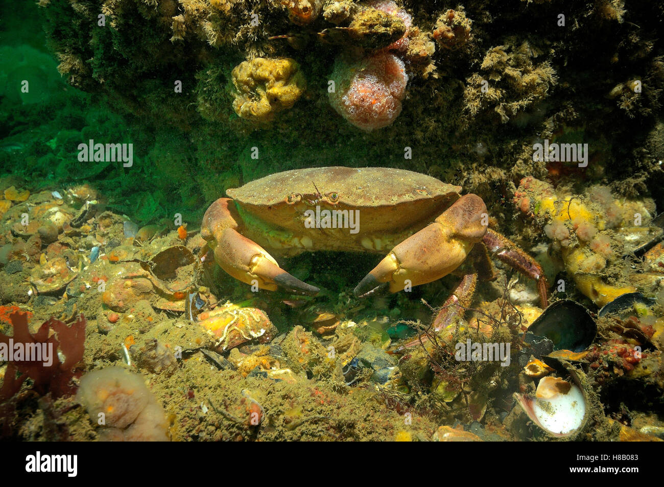 Edible Crab (Cancer pagurus), England Stock Photo - Alamy