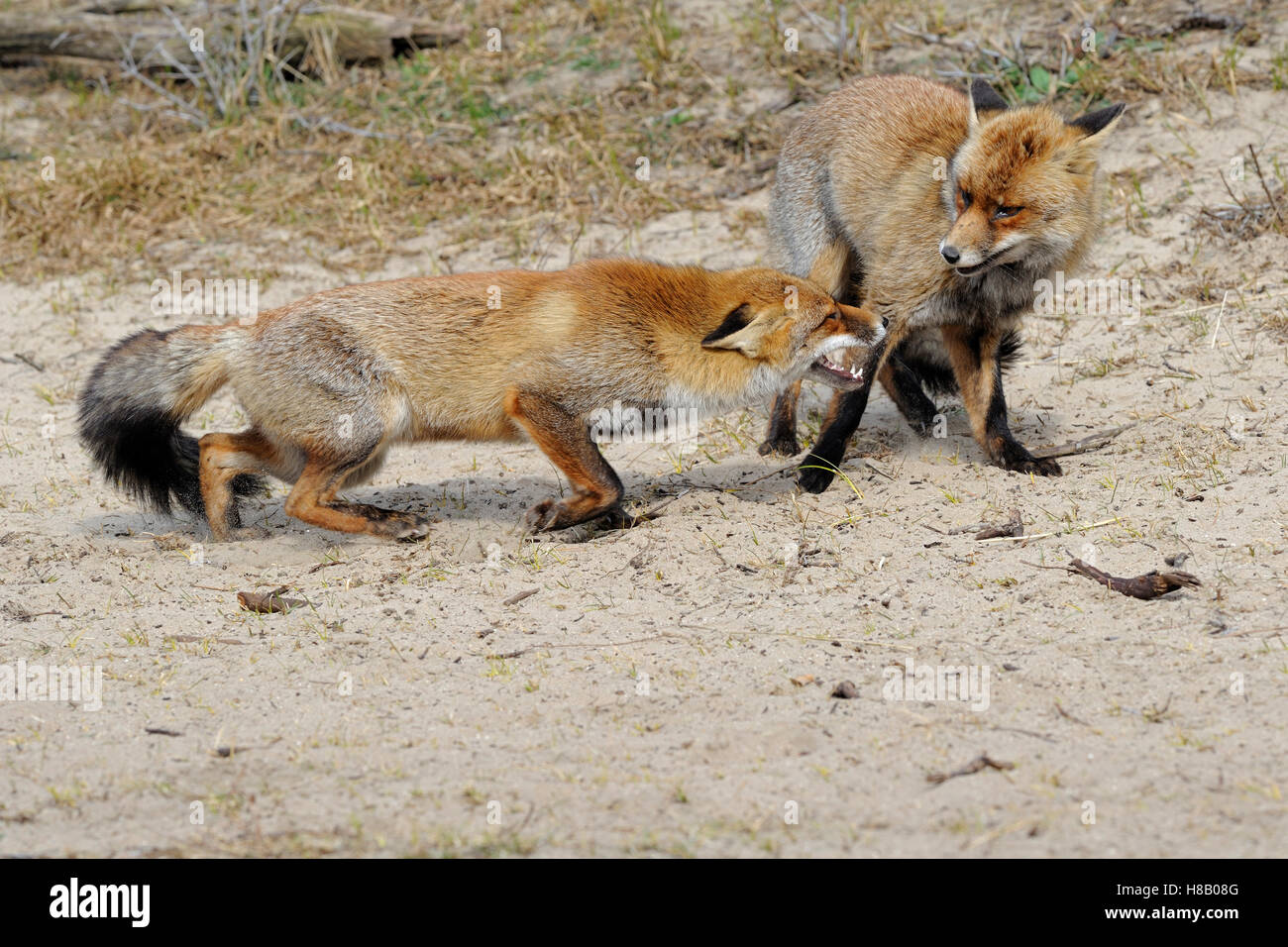 Red Fox (Vulpes vulpes) male and female interacting, Noord-Holland ...